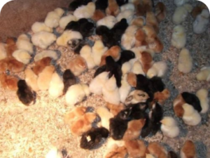 DAY OLD CHICKS (13 DIFFERENT BREEDS) – Fosters Poultry