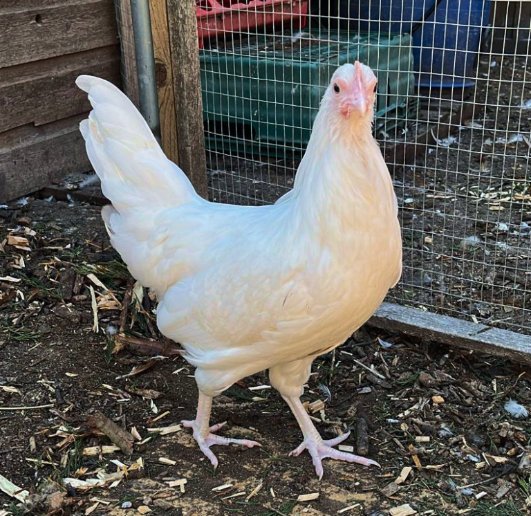 Fosters Poultry